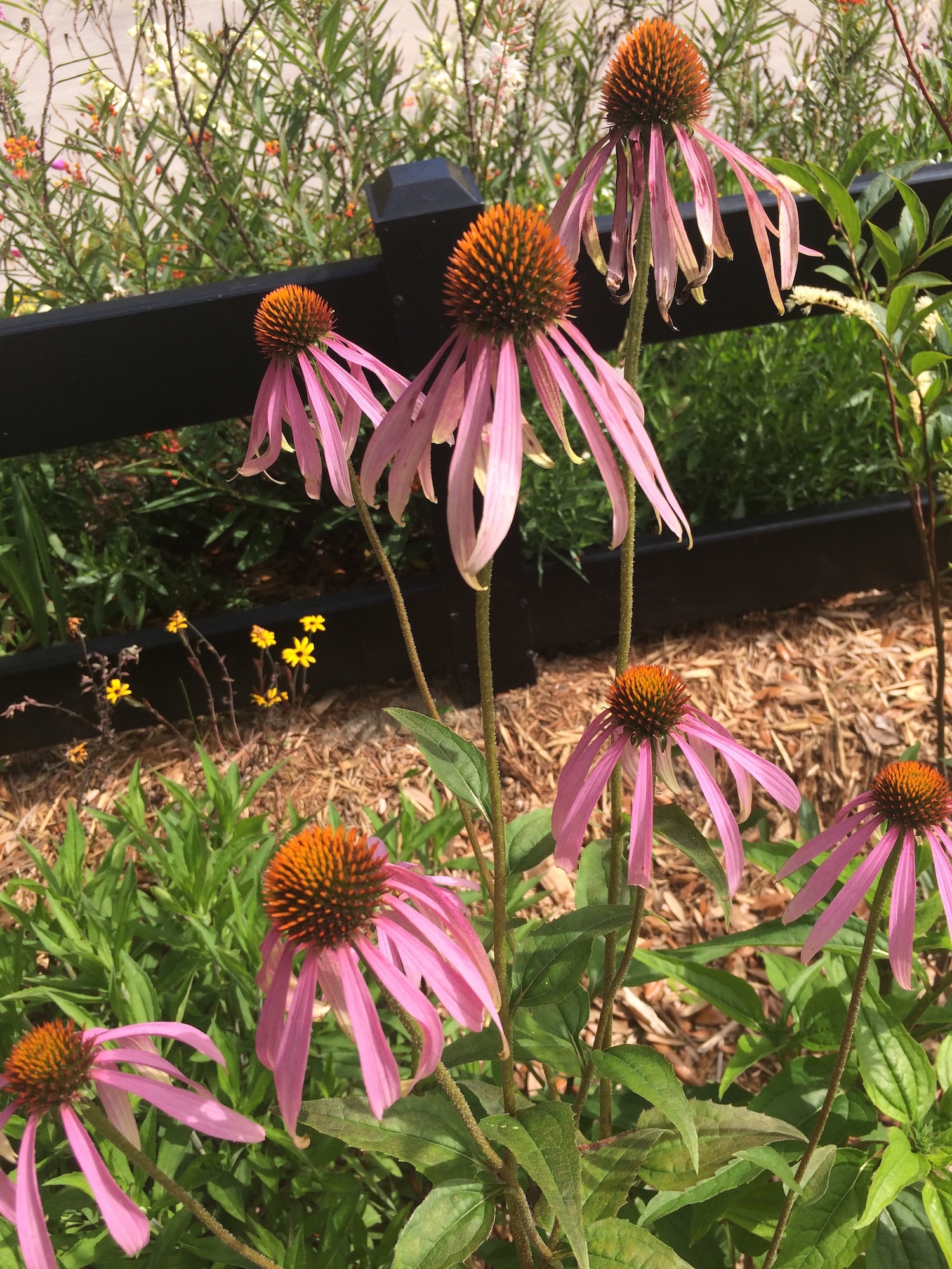 SPRING NATIVE WILDFLOWERS - Lowcountry Land Trust