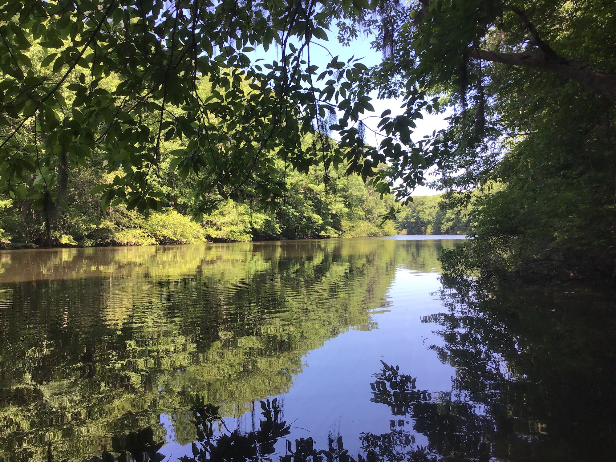 President's Log: February 3, 2021 - Lowcountry Land Trust