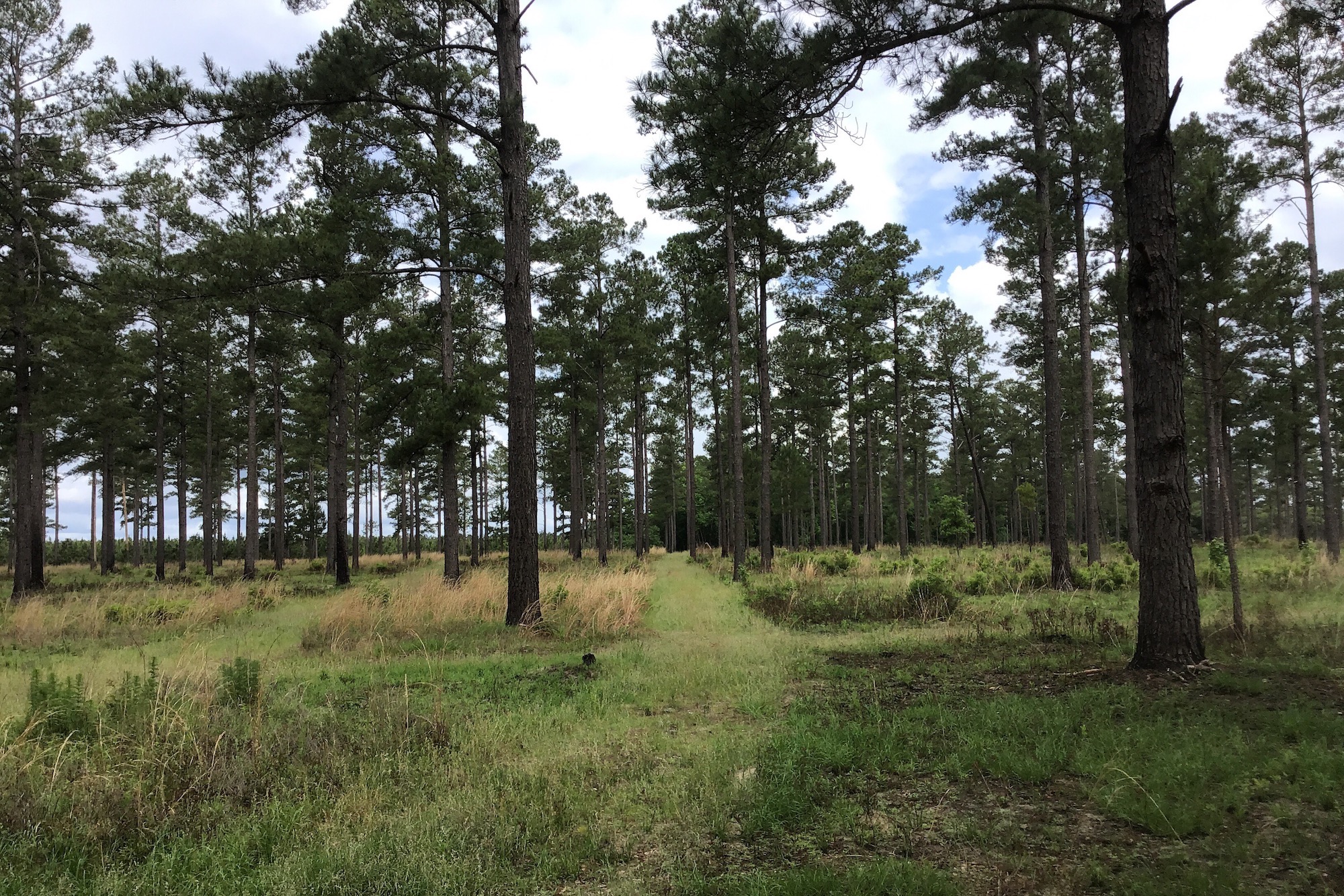 2019 Project Spotlight: Legacy Farms - Lowcountry Land Trust