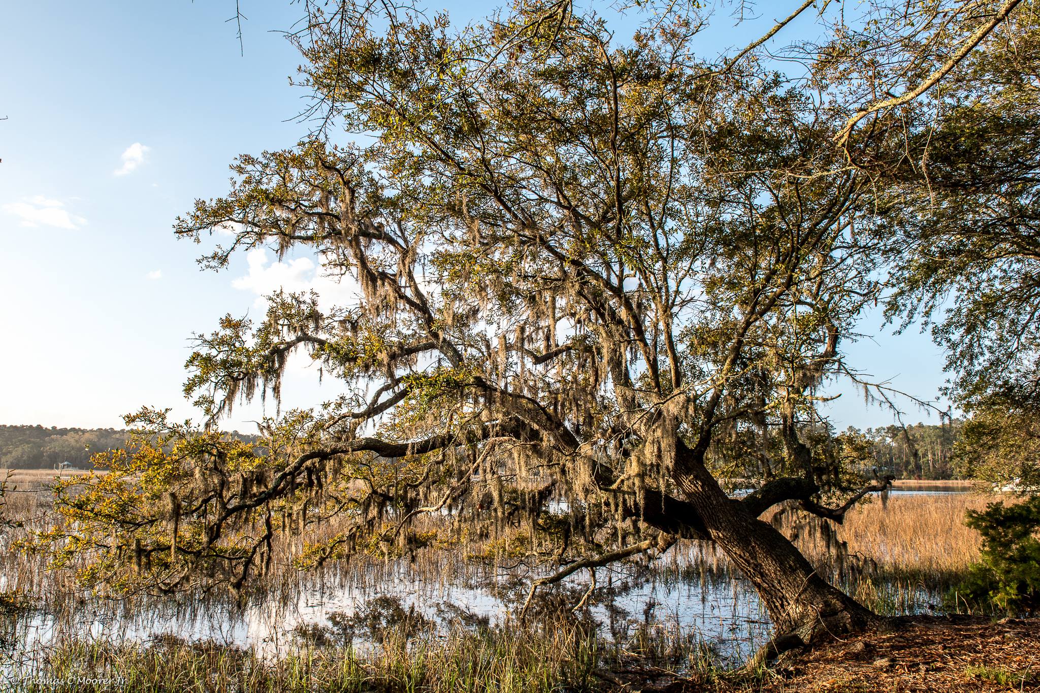 President's Log: October 6, 2020 - Lowcountry Land Trust