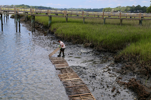 Why We Conserve Salt Marshes - Lowcountry Land Trust