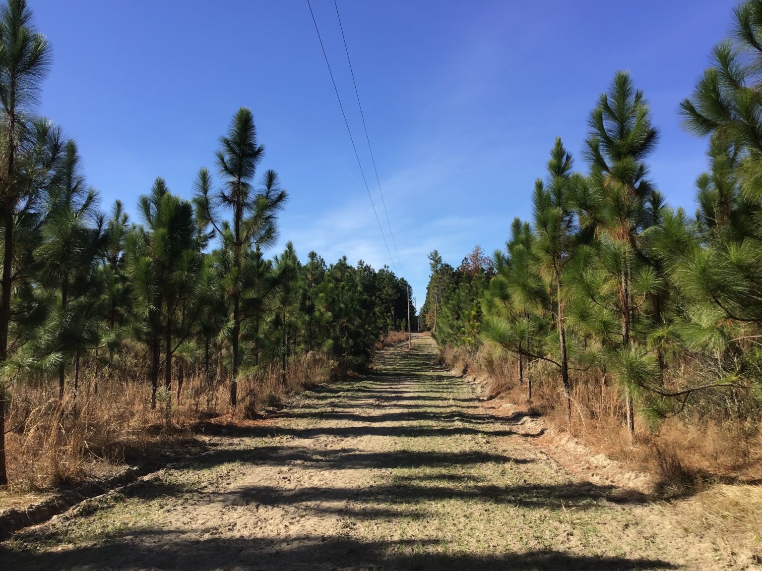 Protecting Land and Water Forever - Lowcountry Land Trust